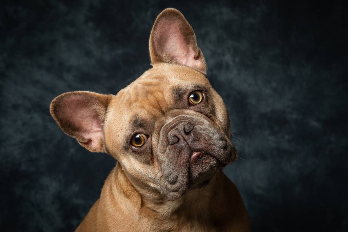 Police Recover Stolen $7,500 Frenchie After Tracking Suspects - Paw Nation