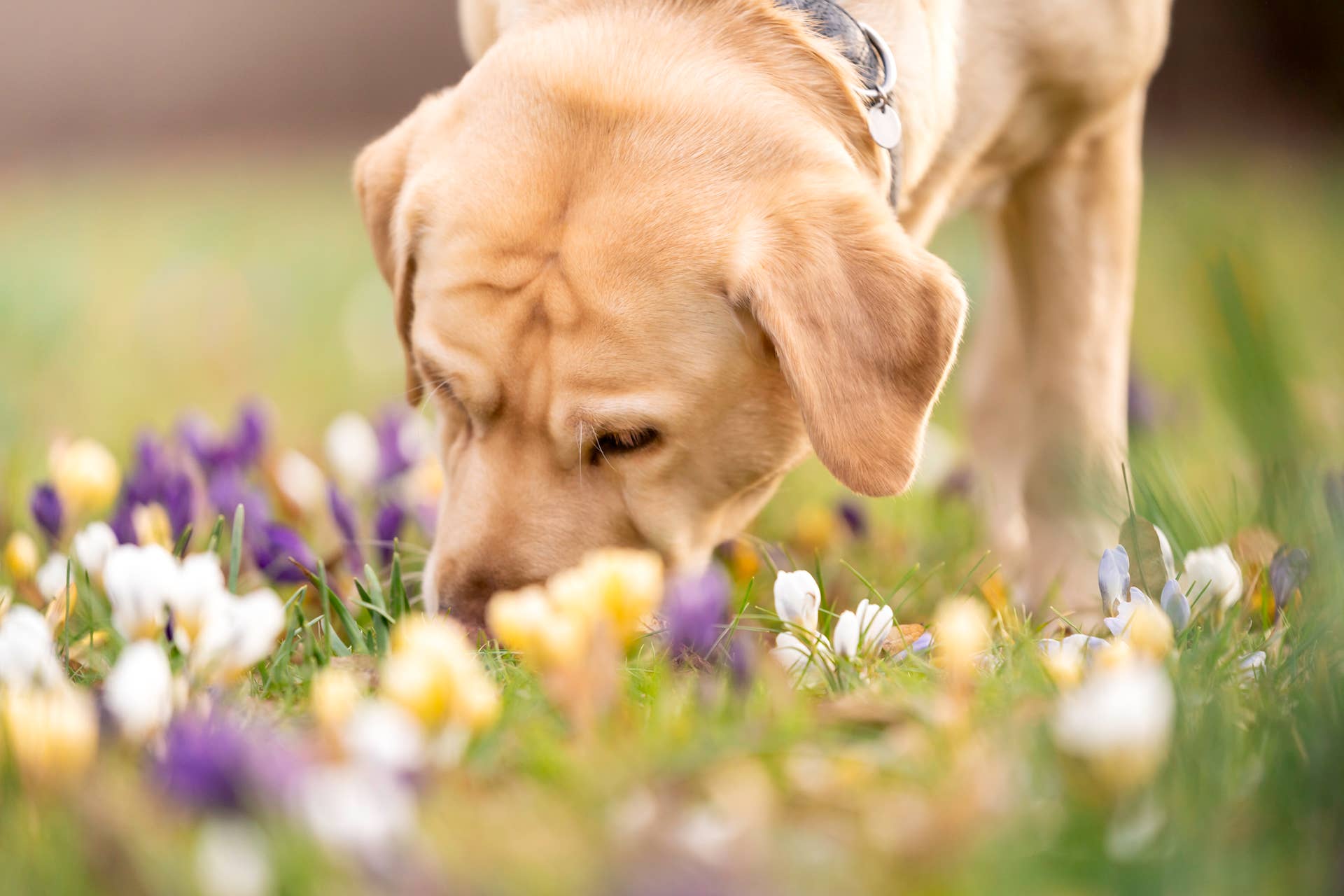 What is a Sniffari Walk? - Paw Nation