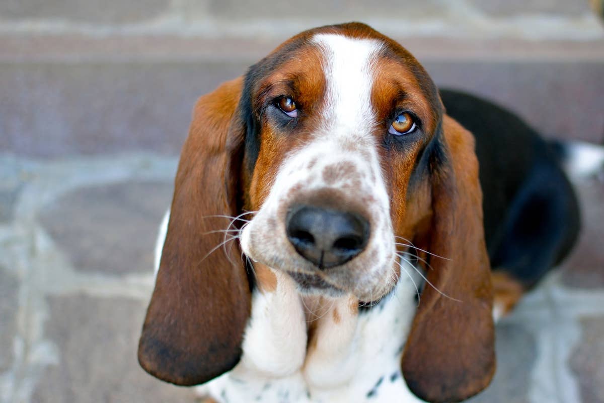 Basset Hound Puppy Named Elvis ‘Protests’ Leaving PetSmart Like the ...