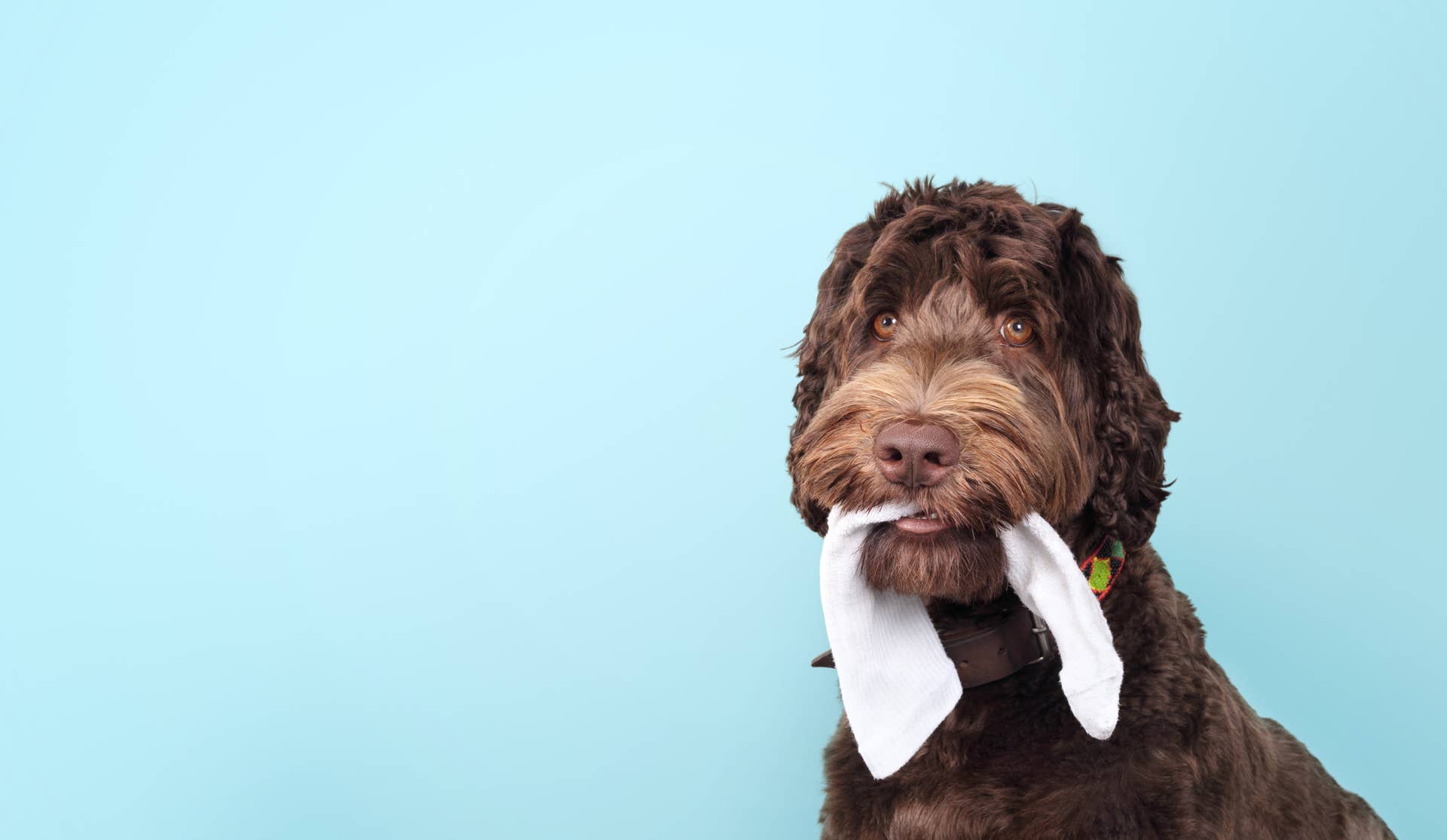 Ancient Dog Skulls Suggest Breed Diversity Started Much Earlier - Paw ...