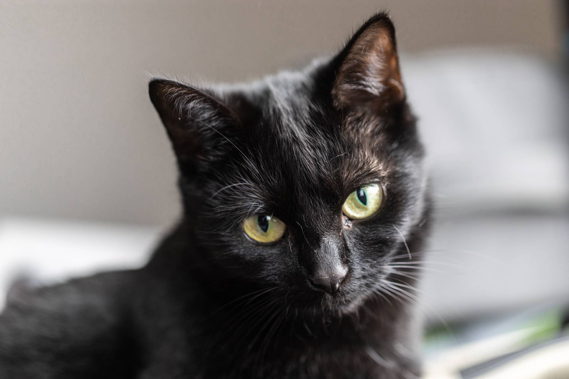 Water-Loving Black Cat Has Viewers Doing a Double Take - Paw Nation