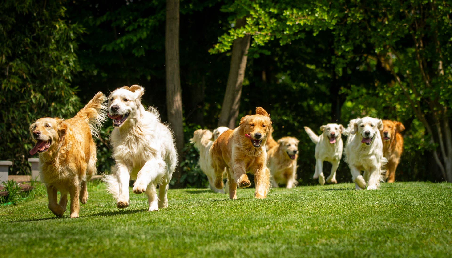 Dog Obstacle Racing Is Exploding in Popularity Worldwide - Paw Nation