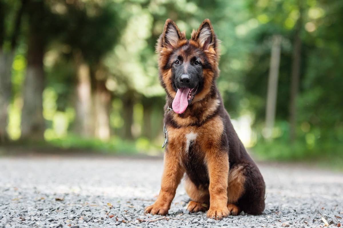 Fluffy German Shepherd Puppy's New Trick Has Her Looking So Proud - Paw ...