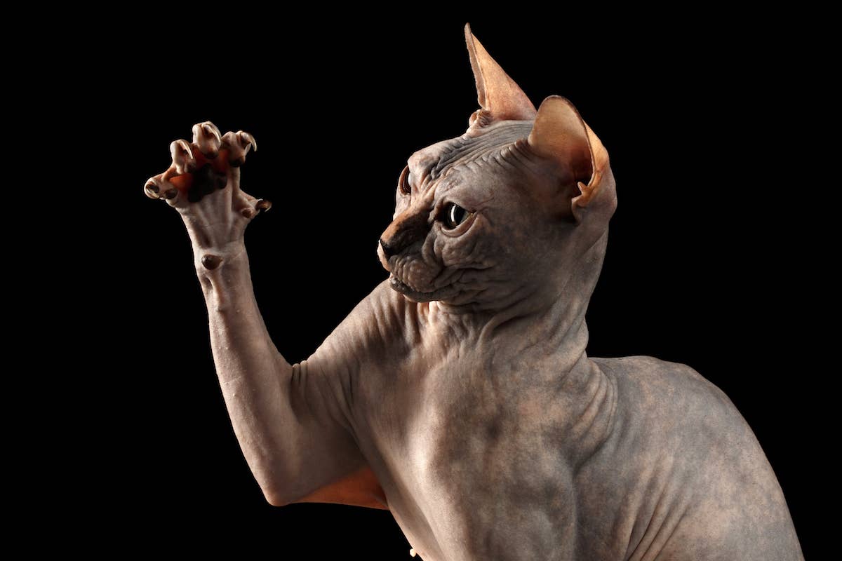 Sphynx Cat Named Ruth Slaps Her Hairless Dog Sister Just Like a Real ...