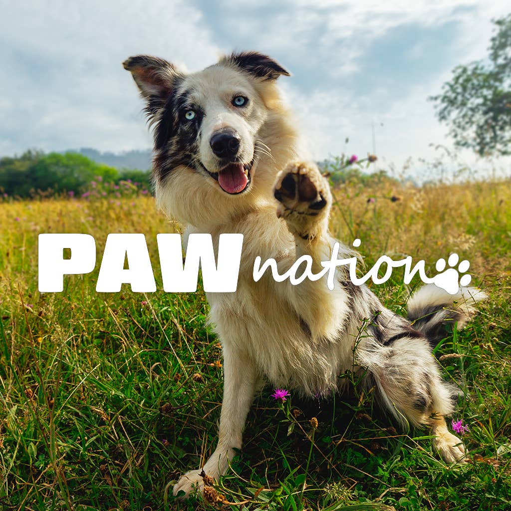 Breaking Pet and Animal News - Paw Nation