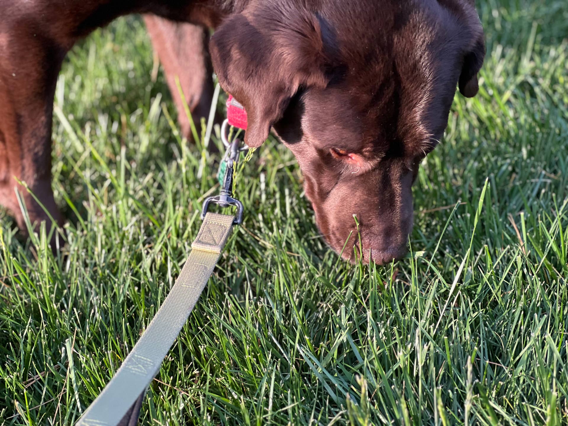 What is a Sniffari Walk? - Paw Nation