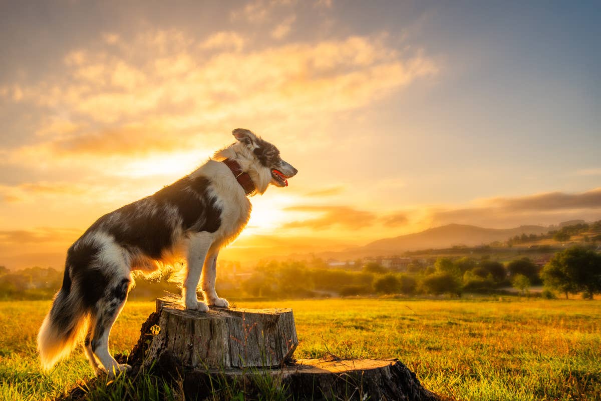 150+ 'Old Man' Dog Names That Are Hilariously Perfect - PawNation