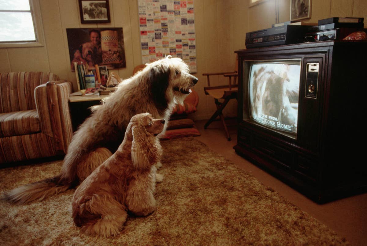 150+ 'Old Man' Dog Names That Are Hilariously Perfect - PawNation