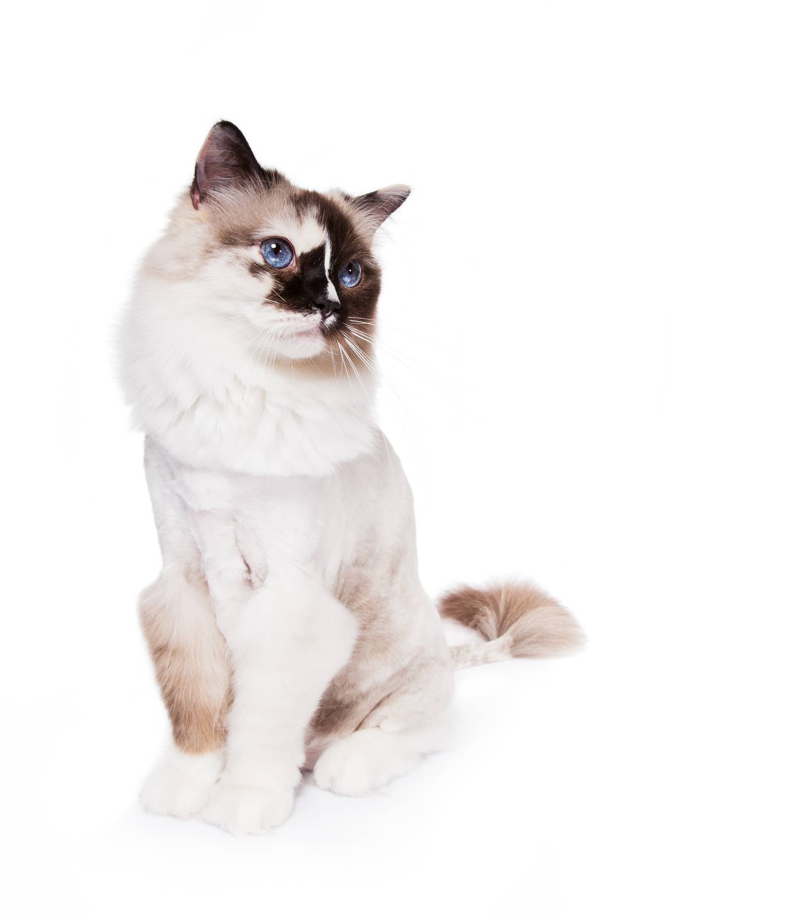 Can You Shave a Cat's Fur? Pros Weigh In - PawNation