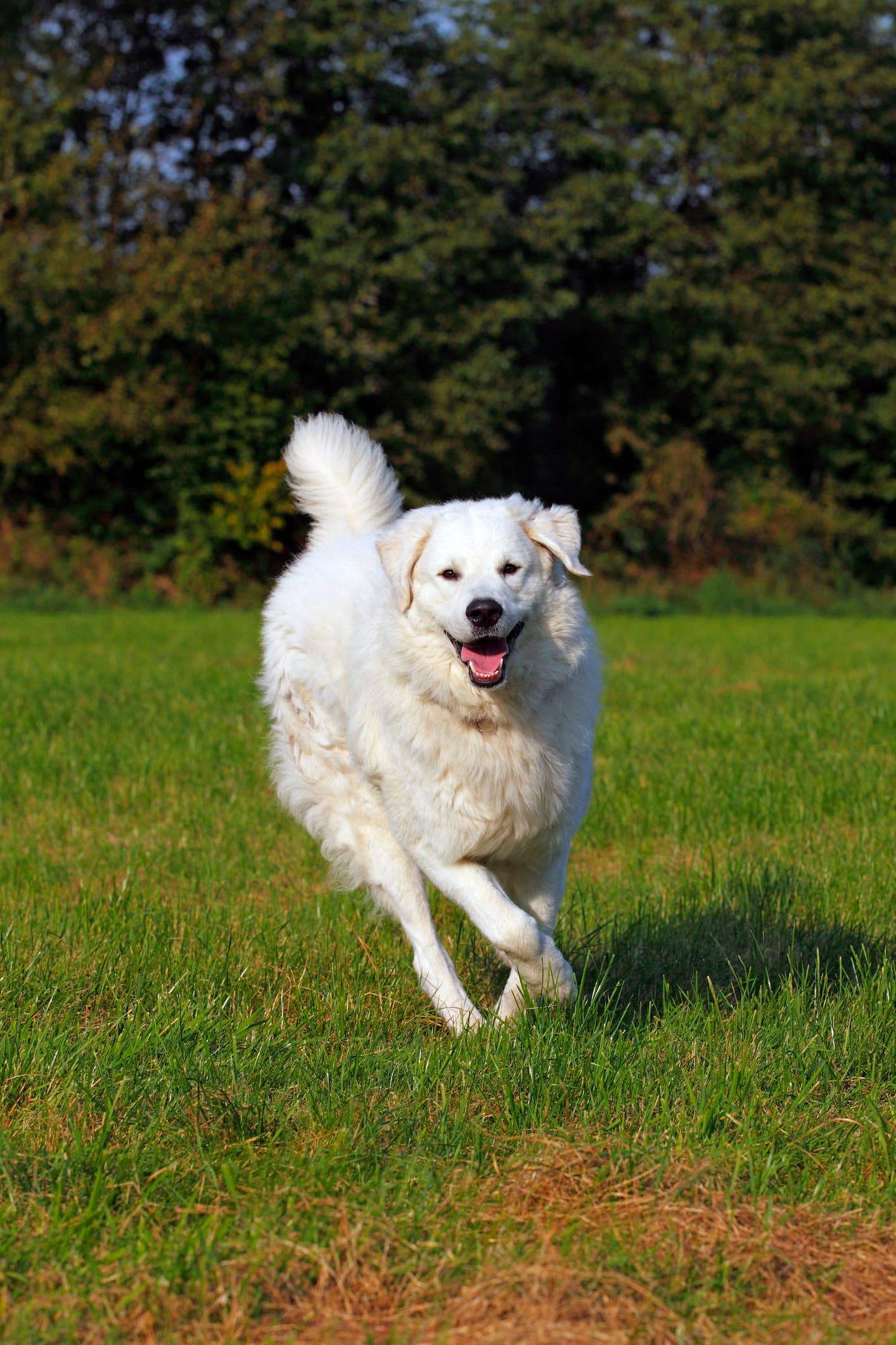 13 Livestock Guardian Dog Breeds That Will Steal Your Heart - PawNation