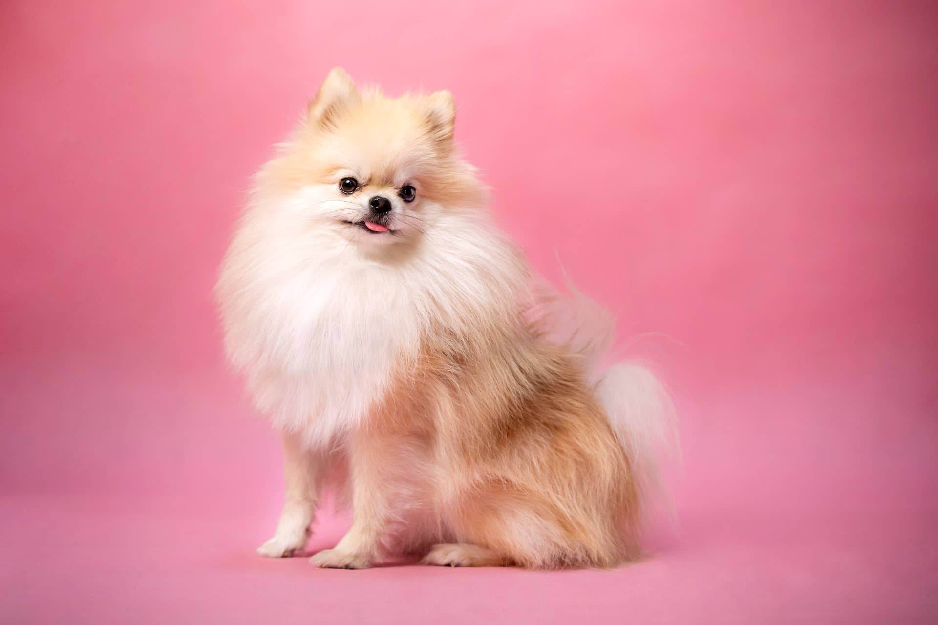 31 Fluffy Dog Breeds (Small, Medium and Big) - PawNation
