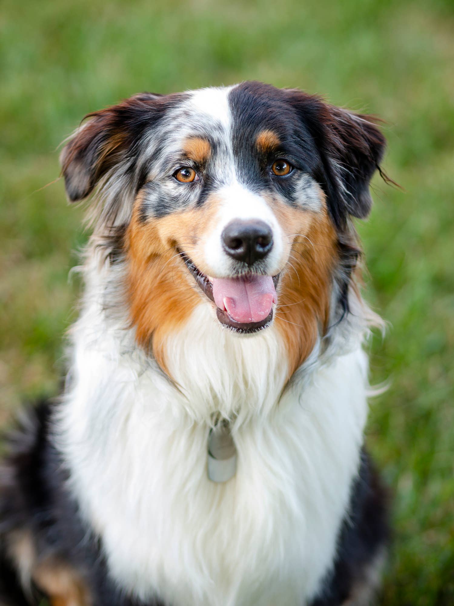 31 Fluffy Dog Breeds (Small, Medium and Big) - PawNation