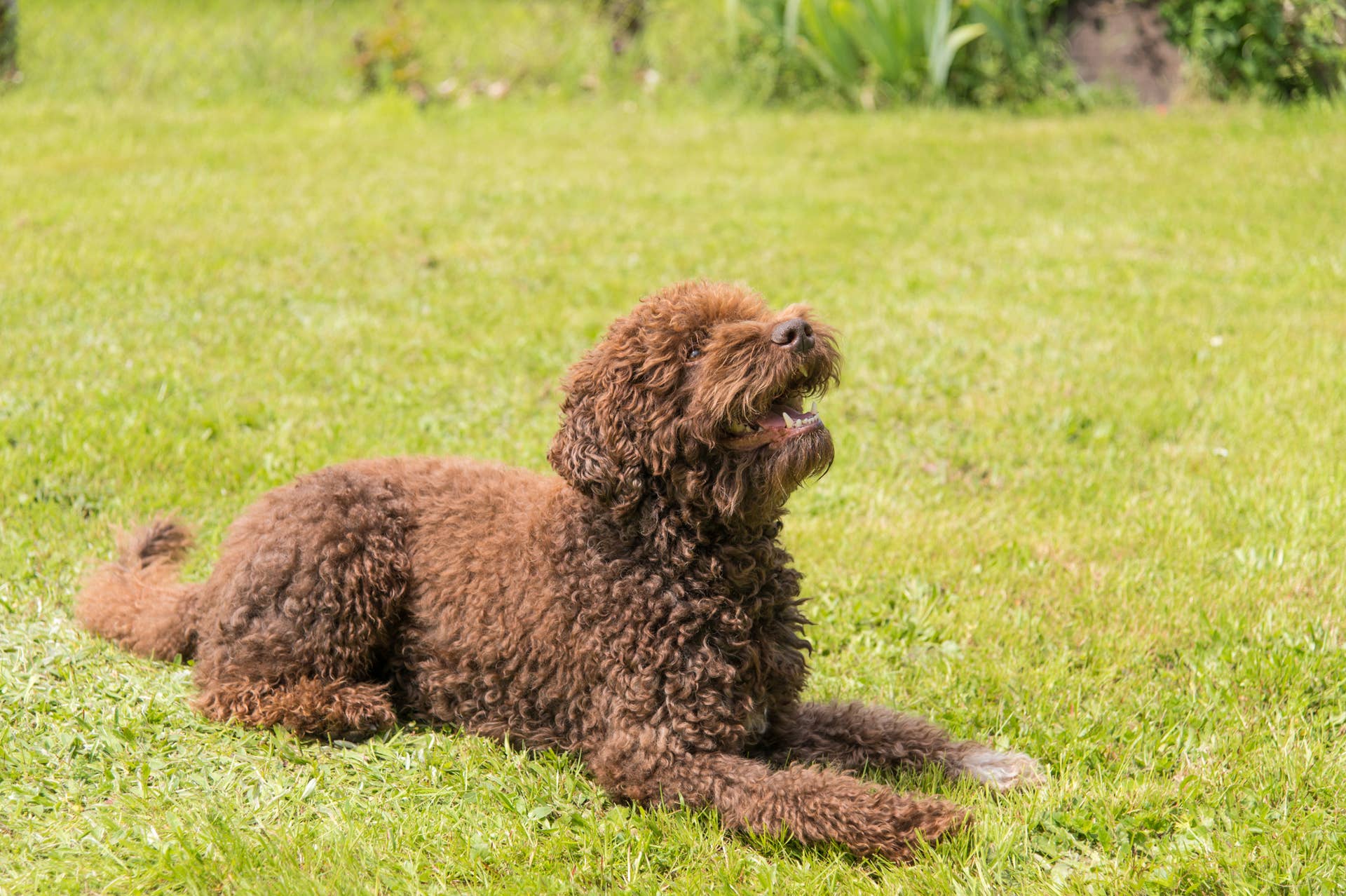 31 Fluffy Dog Breeds (Small, Medium and Big) - PawNation