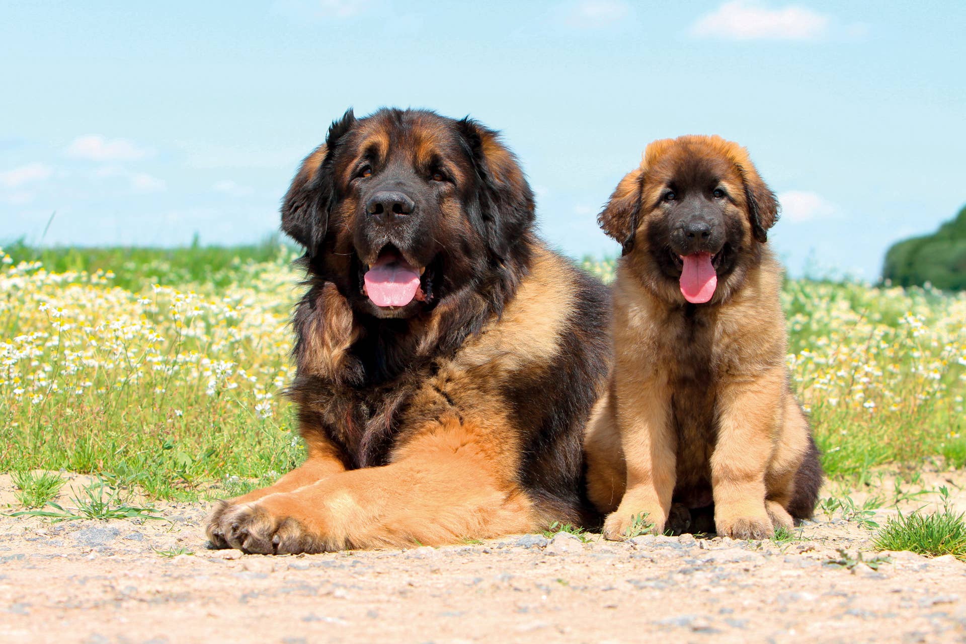 31 Fluffy Dog Breeds (Small, Medium and Big) - PawNation