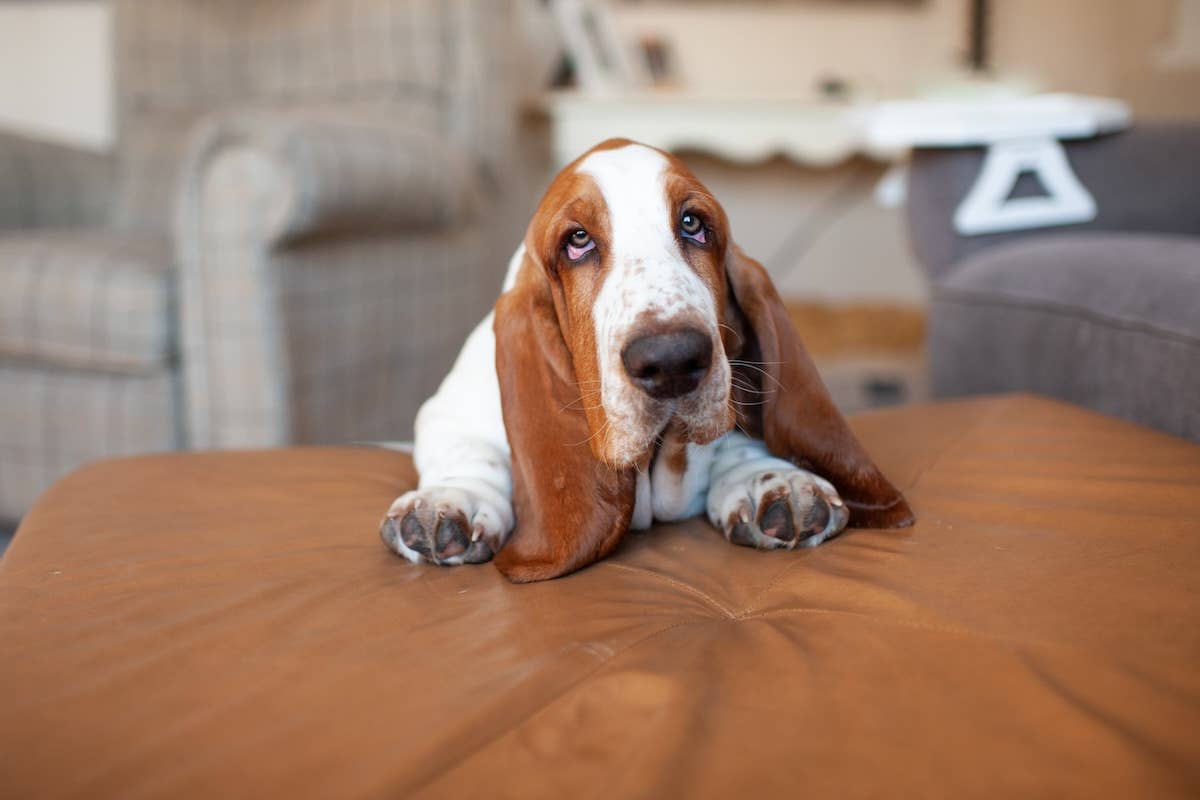 Basset Hound Puppy Named Elvis ‘Protests’ Leaving PetSmart Like the ...
