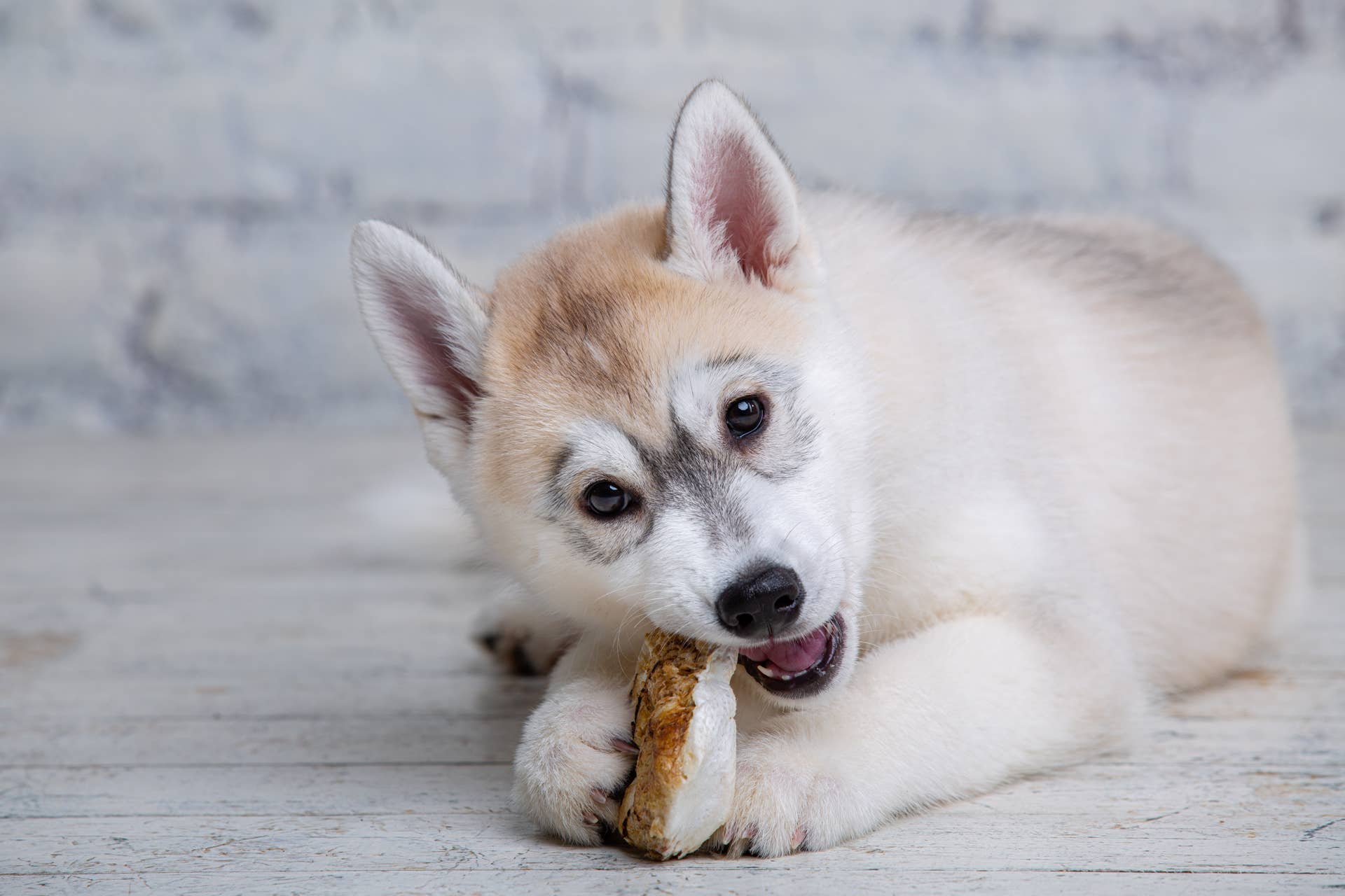 Husky Mix Puppy Meets New Toy and Immediately Decides To Get Rid of It ...