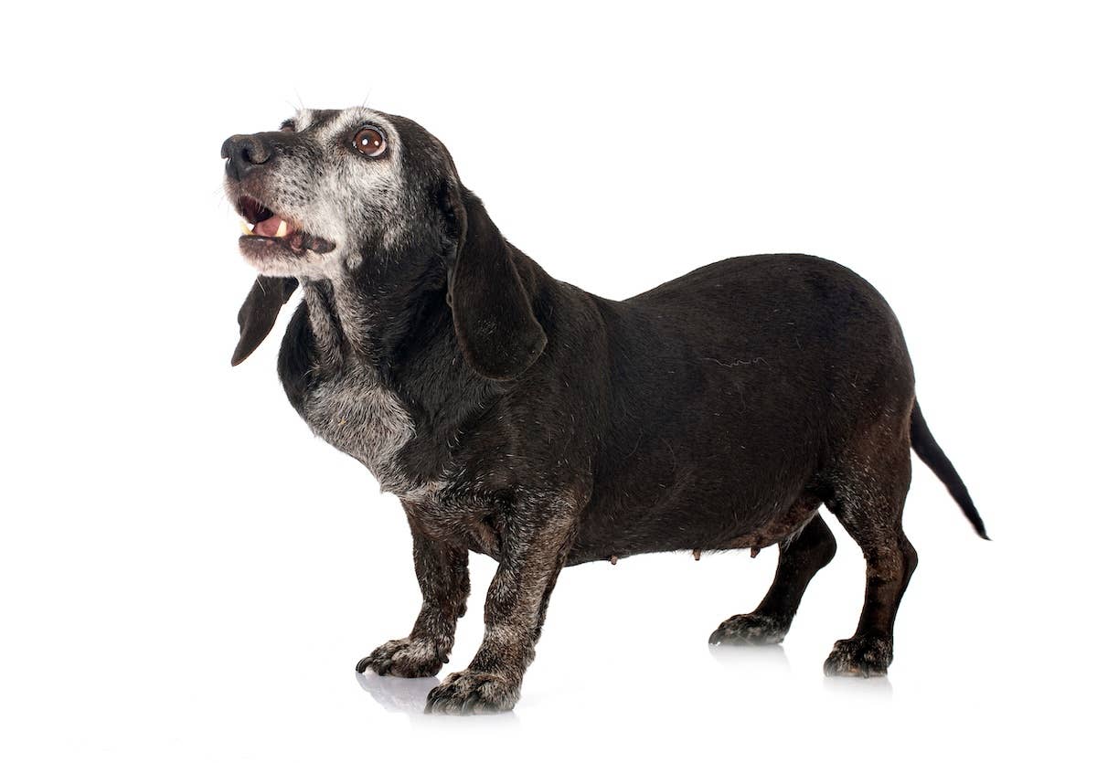 Senior Rescue Dachshund Tries His First Pup Cup and It’s Pure Joy ...