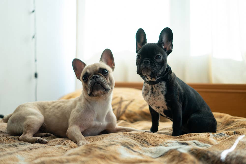New Study Raises Health Concerns for French Bulldogs and Pugs - Paw Nation