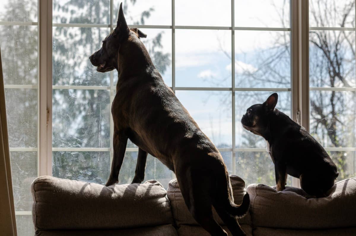 Dogs’ Excited Reaction To Seeing the Pup Bus Pull up to the House Is ...