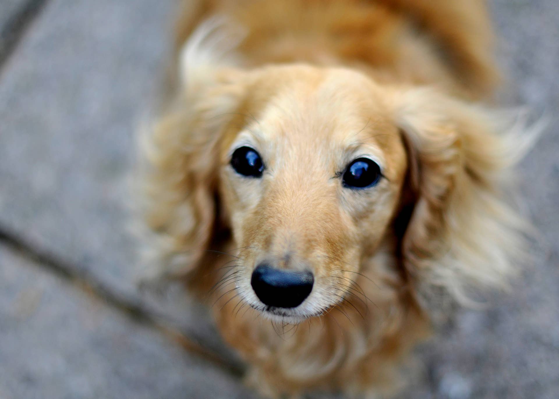 Mini Dachshund’s Face Swells up Like a Cartoon Character After Venomous ...