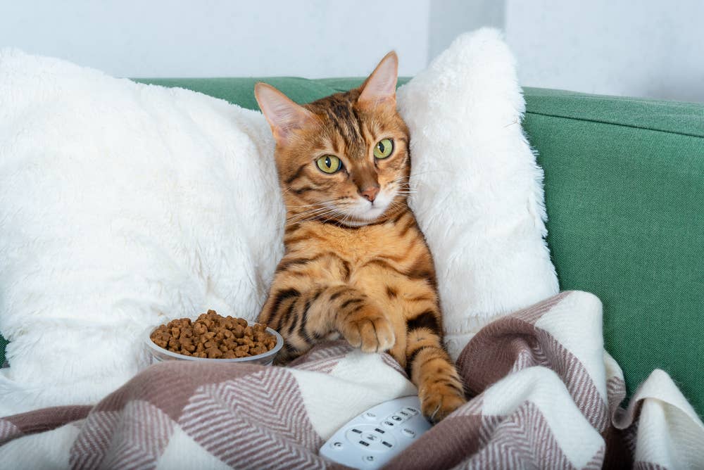 West Elm’s Reversible Sofa Overlay Makes Couch Protection Chic - Paw Nation