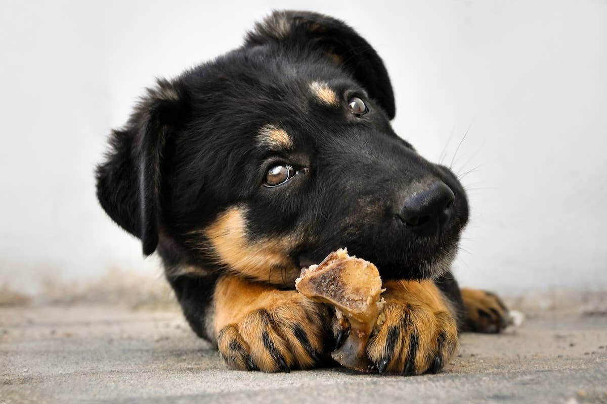 Rottweiler Having 'Bone Time From Prison' Is the Most Resourceful King ...