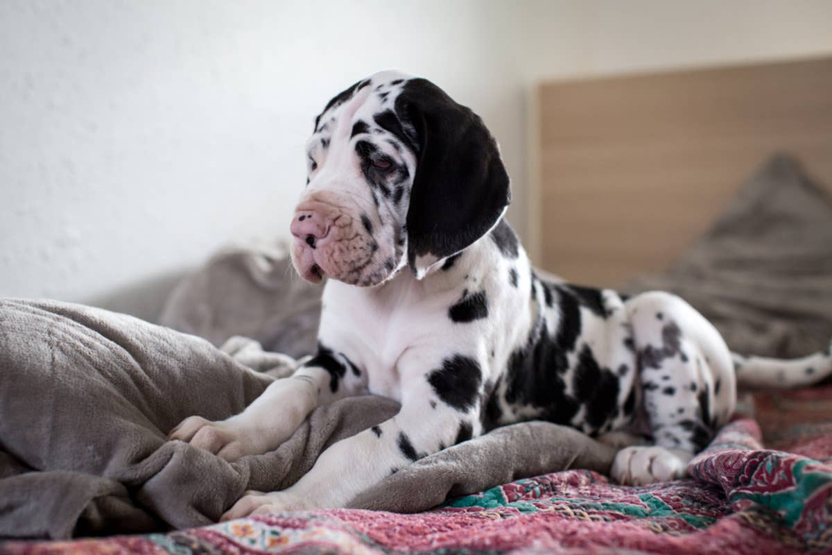 Gentle Giant Great Dane Meeting New Puppy Is the Sweetest Sight - PawNation