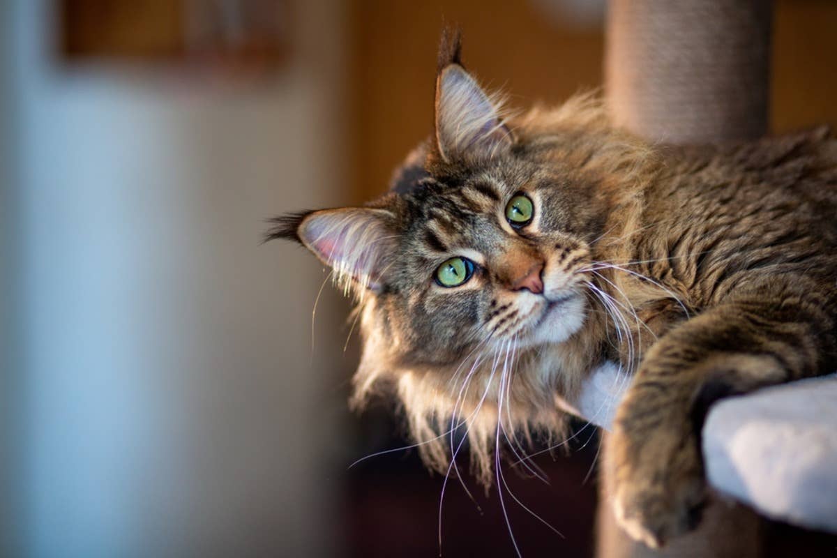 Maine Coon Meets His New Girlfriend and Is Instantly Smitten - PawNation