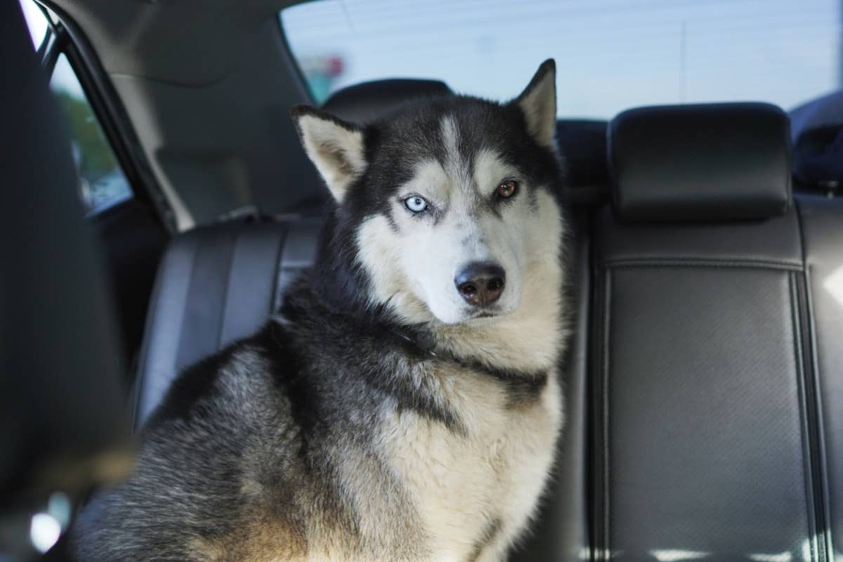 Husky Refuses To Leave Grandma’s House—and Has To Be Carried Out Like a ...
