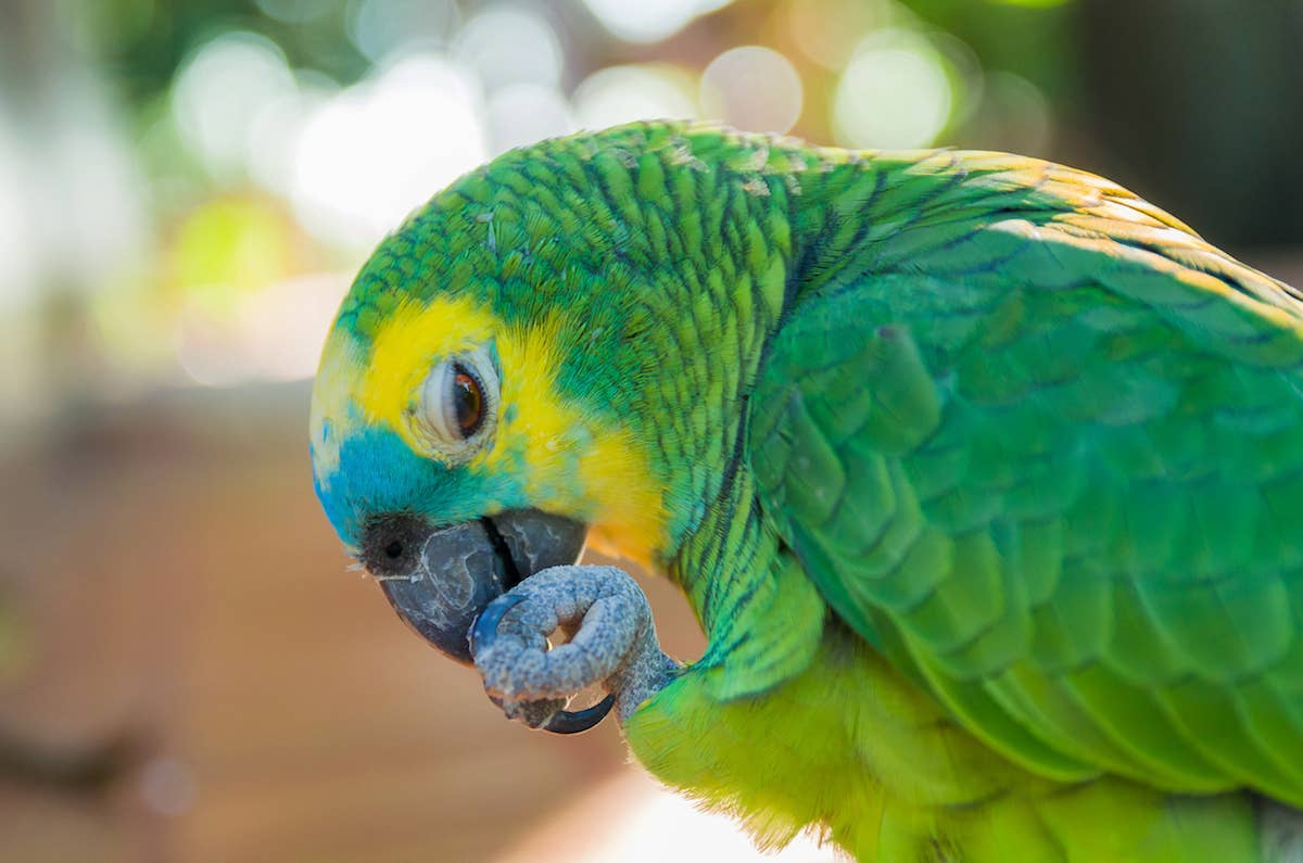 Mom Catches Parrot Dancing to Taylor Swift Like No One's Watching ...