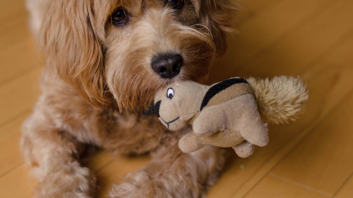 This Rainy Day in Two Goldendoodles' Lives Looks So Relaxing - PawNation