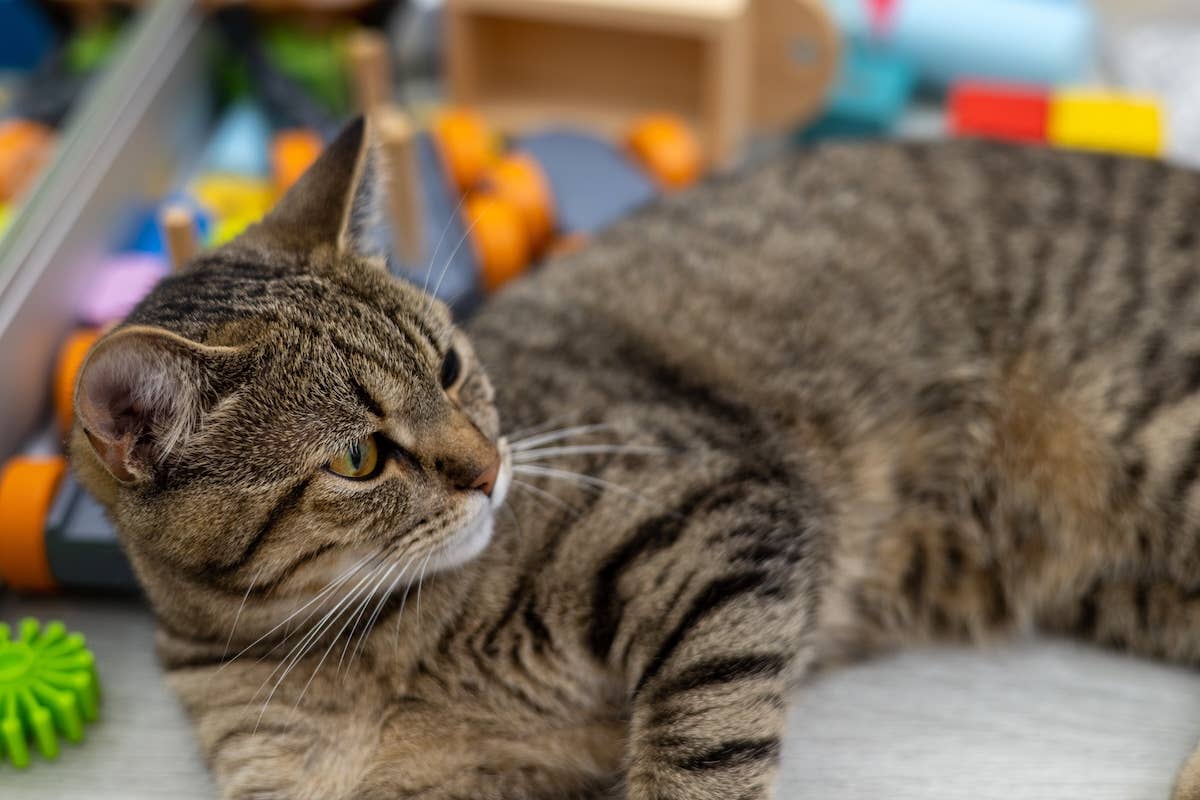 Tabby Cat ‘Makes Use of Baby Bouncer’ Like It’s His Throne - PawNation