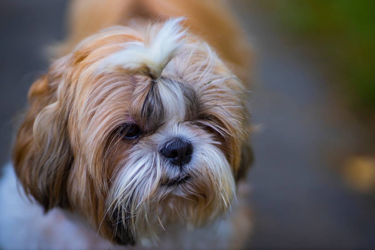 Shih-Tzu Dressed as the Viral Starbucks Bear Cup Might Be the Cutest ...
