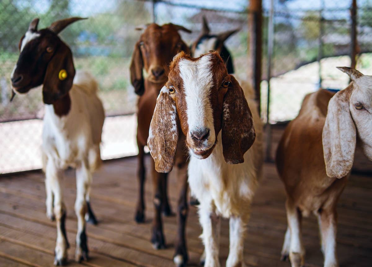 Goat Dancing on Her Hind Legs Has Everyone Completely Losing It - PawNation