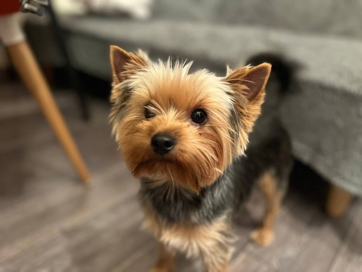 Yorkie Getting Scolded Adorably Tells His Mom Not To Point at Him - Paw ...