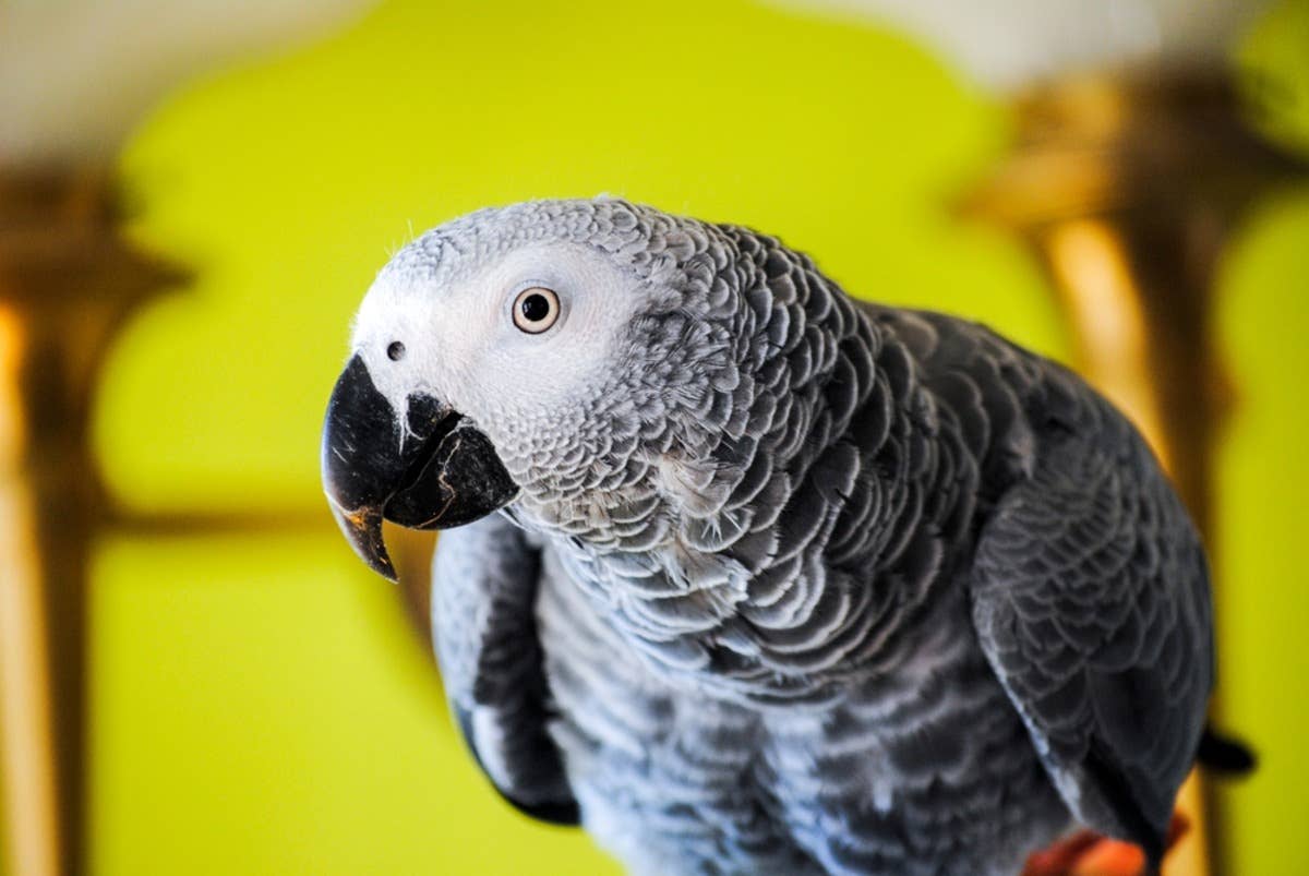 Is Apollo the Smartest Parrot Ever? Meet the Viral African Grey - PawNation