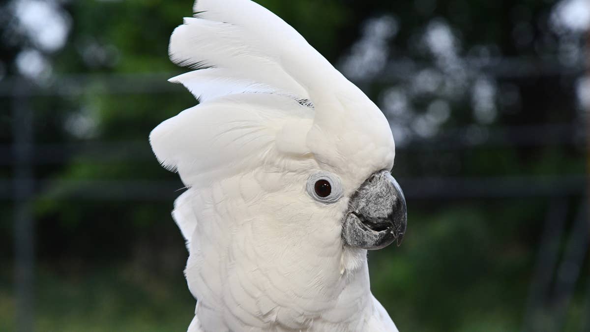 Cockatoo and Black Lab's Sweet Friendship Is Melting Hearts - Paw Nation