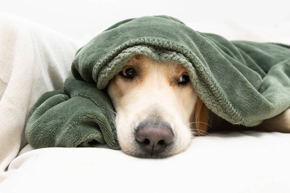 Flu Hits and Golden Retriever Decides Everyone’s Sick Now - PawNation