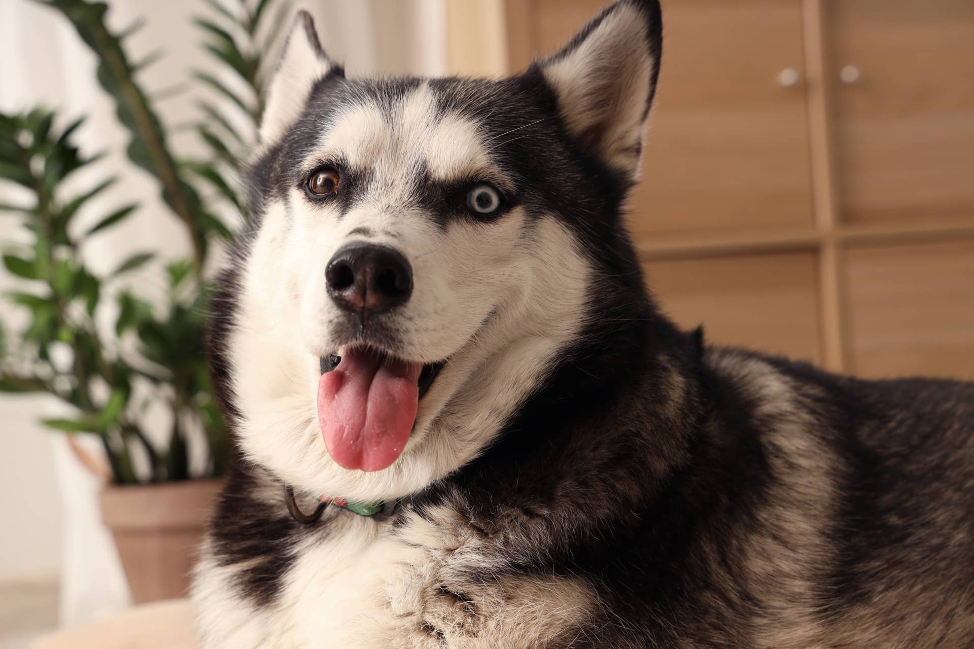 Husky Throws Hilarious Street Tantrum and Refuses to Move - PawNation