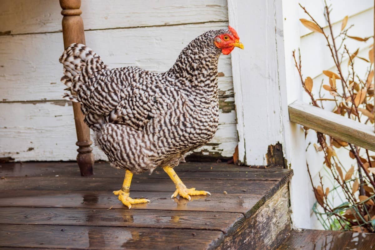 Singing Chicken Joins Guy Playing the Guitar To Create a Top Country ...
