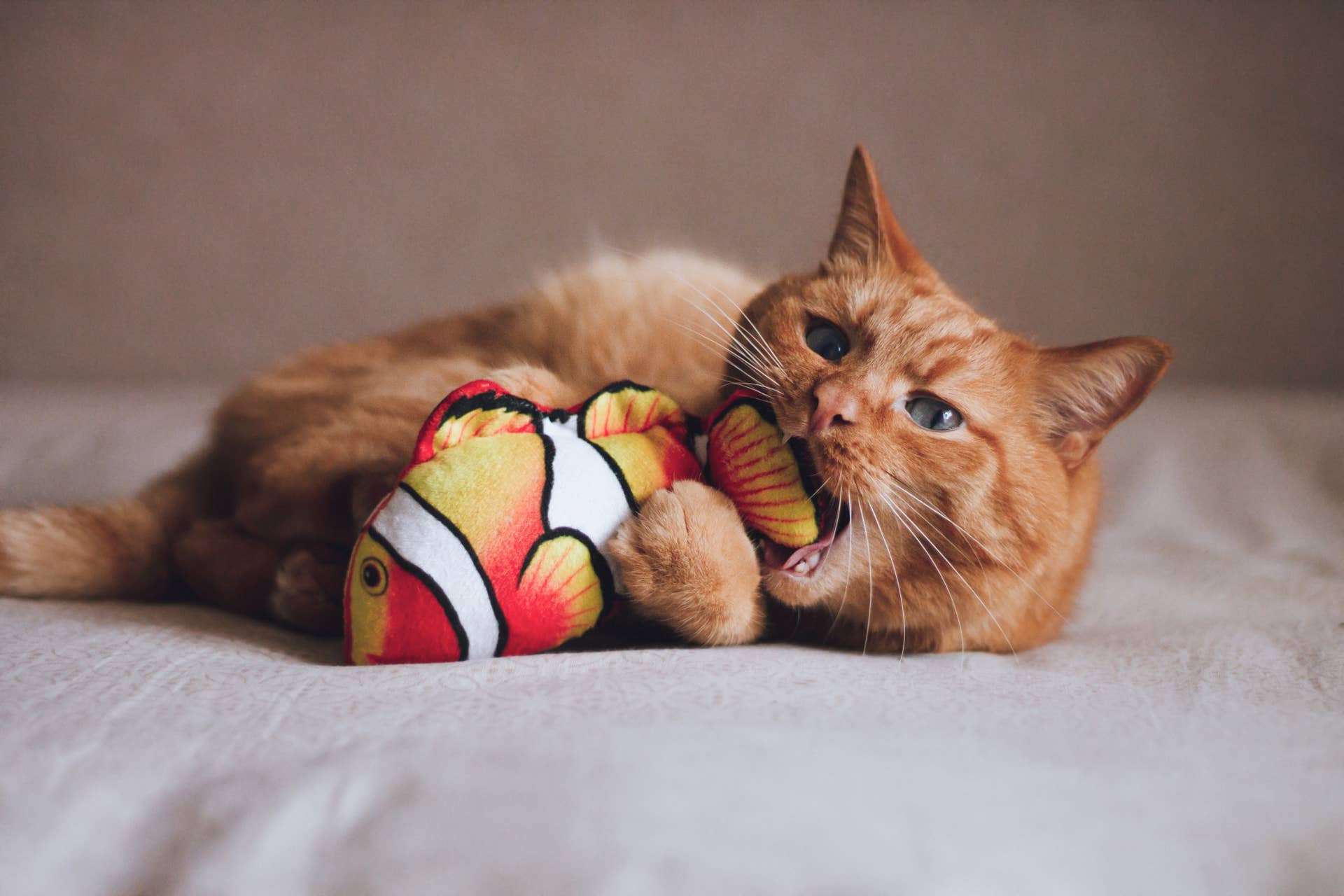This $5 Fishing Rod Cat Toy May Become Your Cat's New Obsession - Paw ...