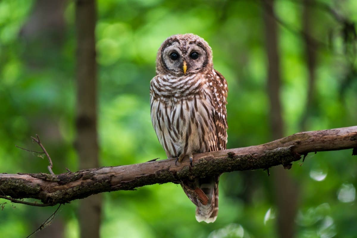 This Couple's Baby Owl Rescue Journey Is So Sweet - PawNation