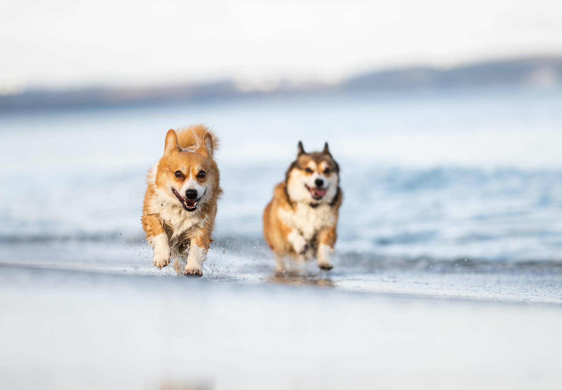 These Corgis Enjoying a Beach Day Is a Total Vibe - PawNation