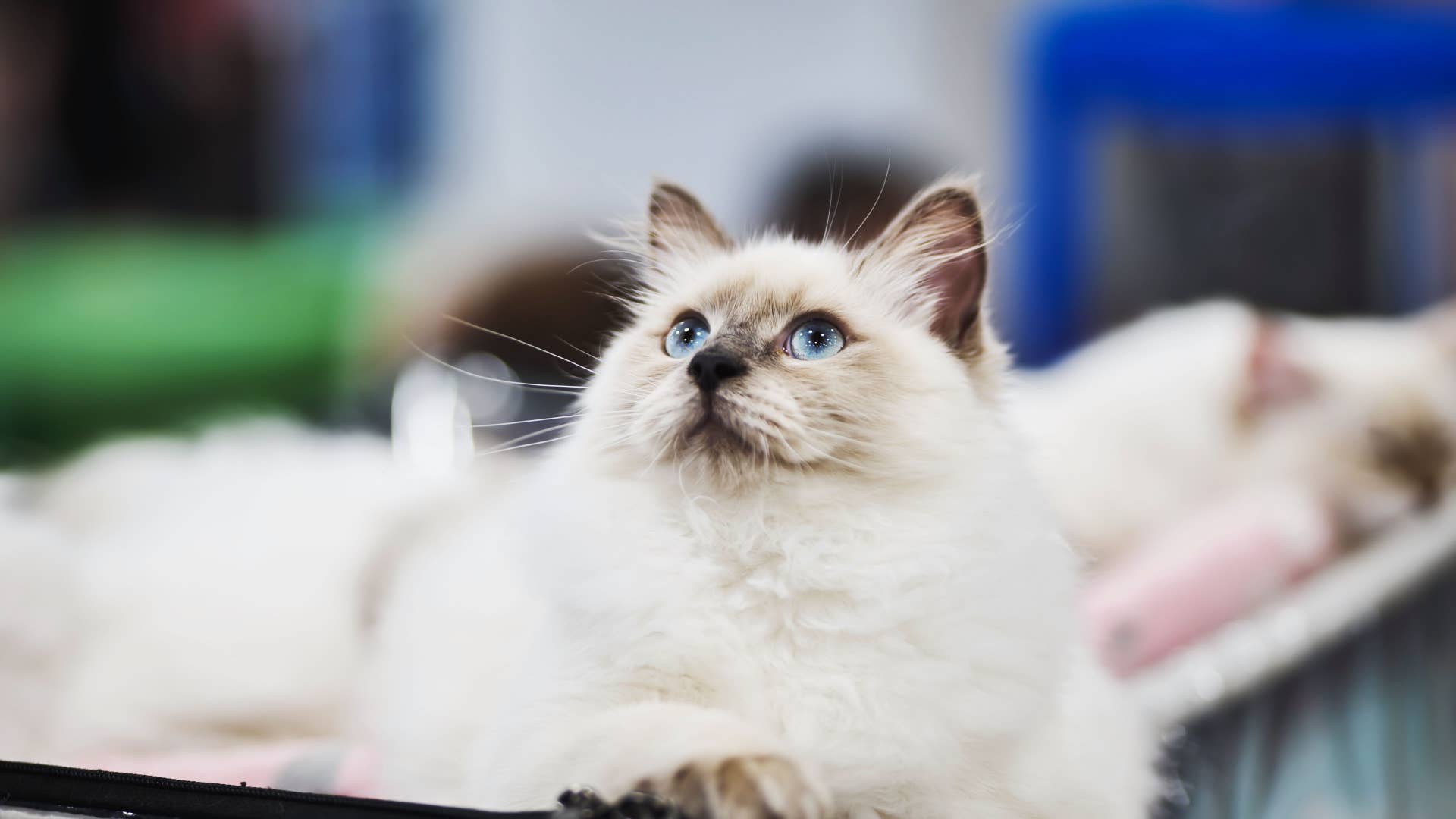 Ragdoll Kittens Eevee and Yoshi Welcome New Brother Waffles - Paw Nation