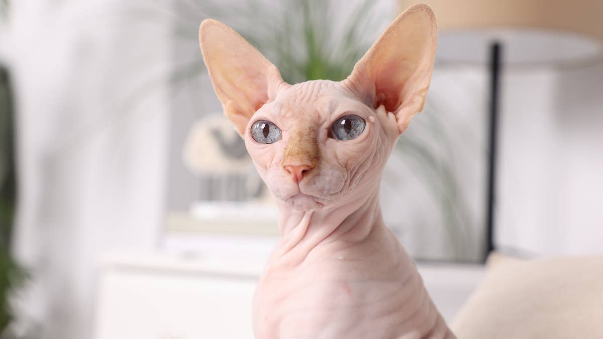 How This Mom Keeps Her Hairless Sphynx Cat Clean - Paw Nation