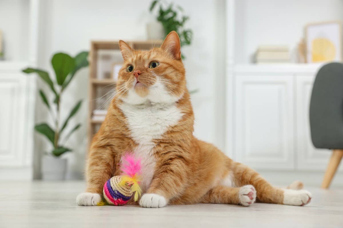 Mom Finds Cat’s Secret Hiding Place and We Can’t Quit Laughing - Paw Nation