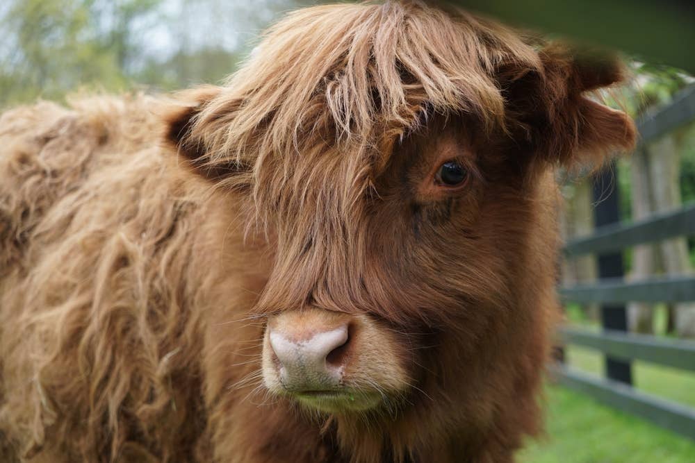 Brand-New Baby Cow Has the Biggest Moo We’ve Ever Heard - PawNation