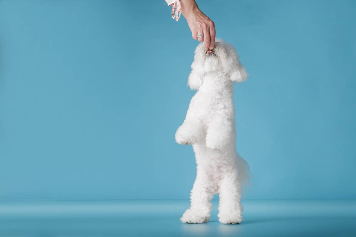 Bichon Frise Has a Huge Celebration Dance Every Time He Gets a Treat ...