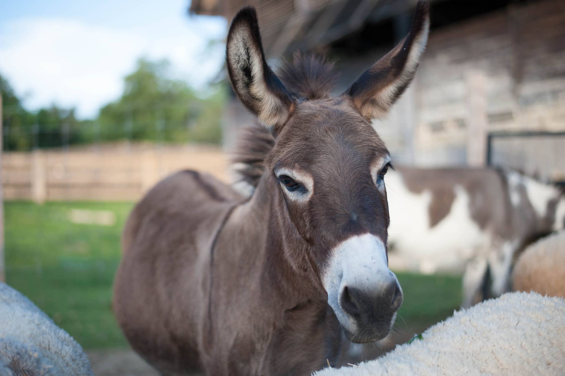 This Family’s 'House Donkey' Is the Pet Trend No One Saw Coming - PawNation