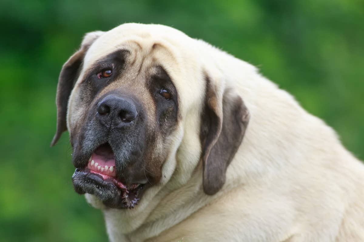English Mastiff’s Reaction To Seeing His Favorite Neighbor Is ...